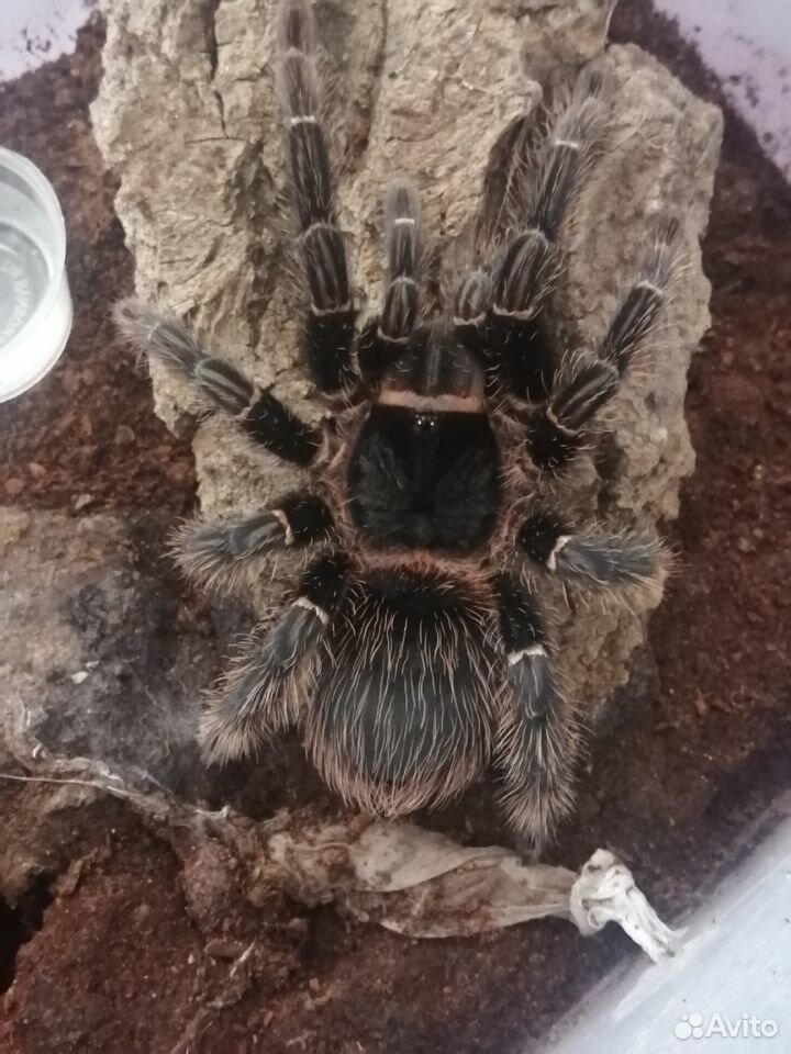 Паук птицеед lasiodora parahybana