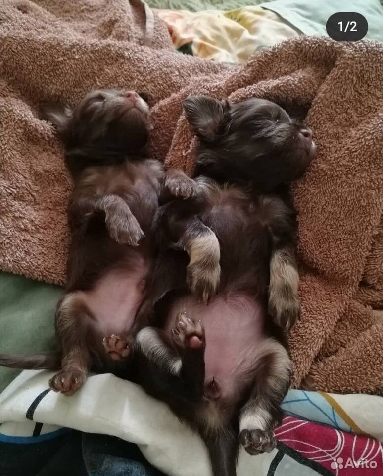 Той-терьер длинношерстный