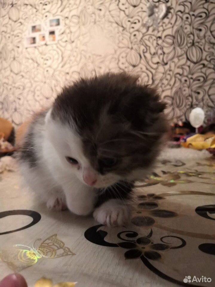 Кошка