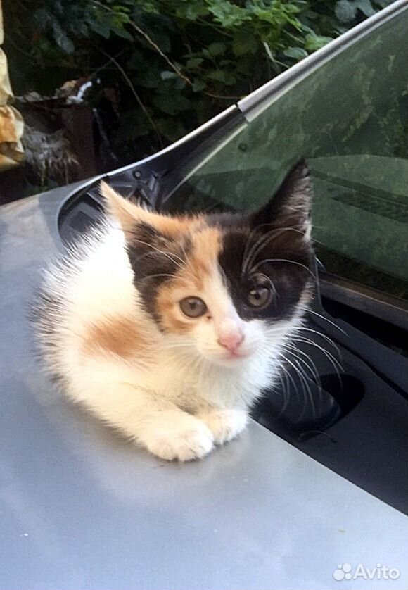 Уникальная кошечка День и ночь, луна и солнце