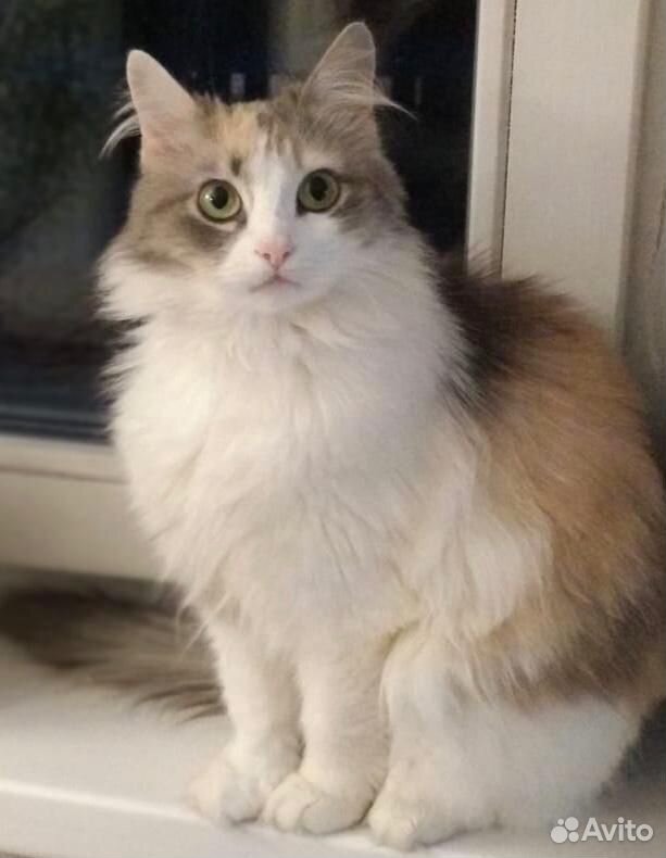 Стерилизованная кошечка в дар