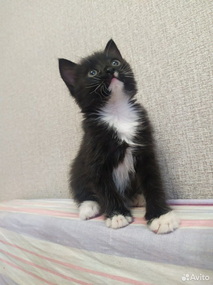 Котенок девочка ангелочек