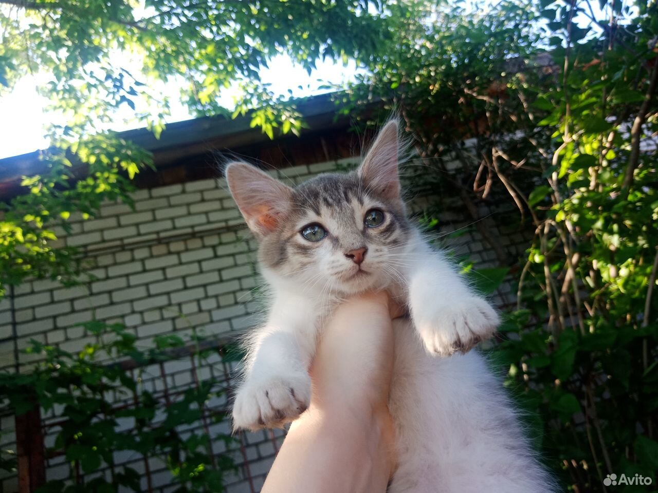 Отдам котят лапочек