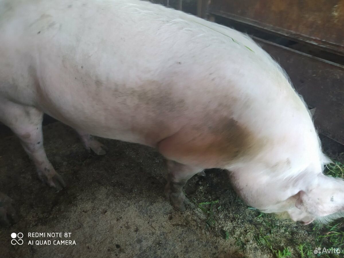Хряк мясной породы Ландрас