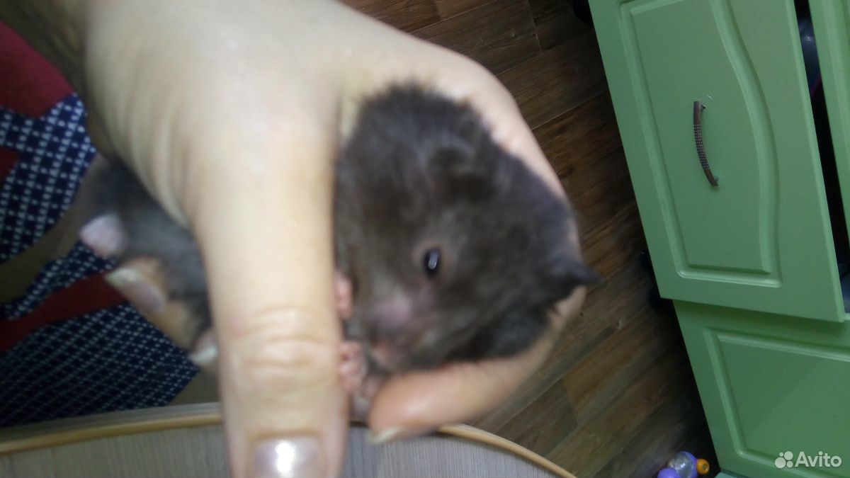 Сирийский хомяк