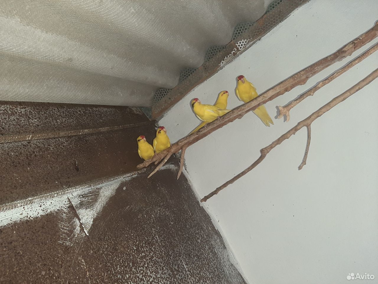 Продаются попугаи Какарики