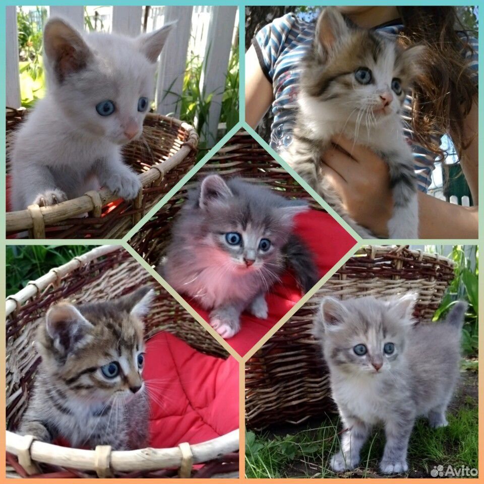 Замечательные котята