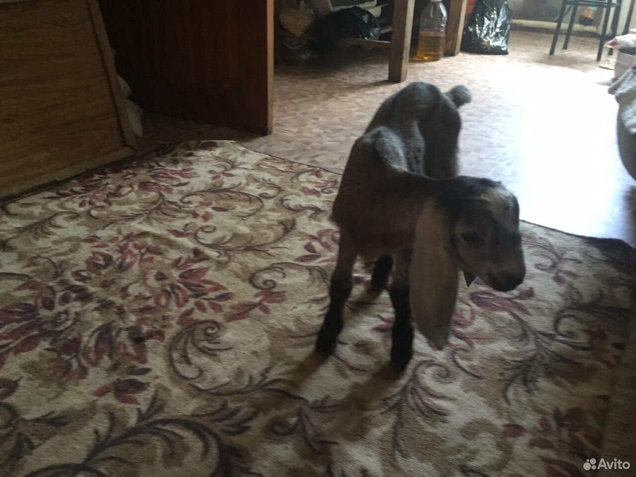 Нубийские козы