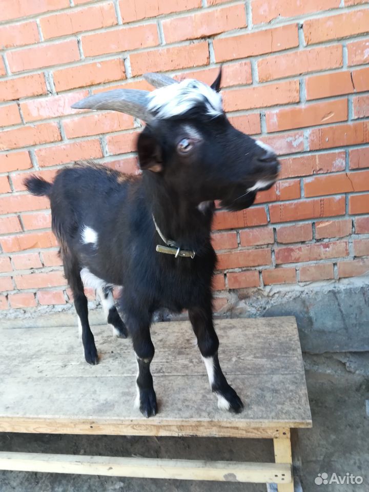 Козел альпийский