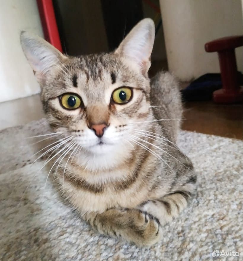 Котенок в дар