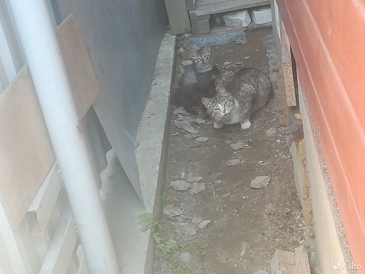 Дворовые котята, бесплатно