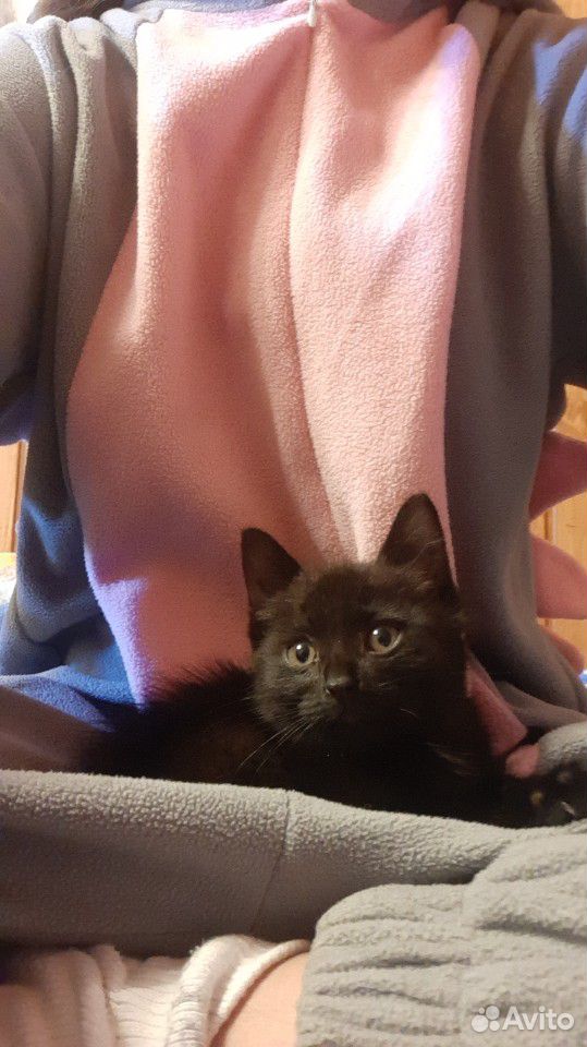 Котёнок
