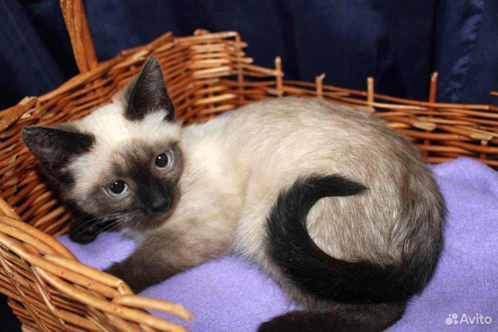 Сиамка, 2 месяца