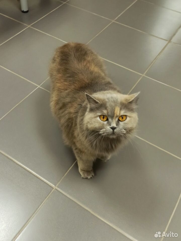 Котодети из приюта ищут своих родителей