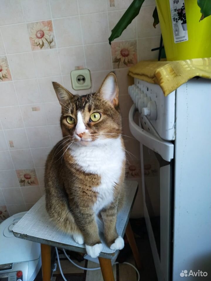 Полуабессинка