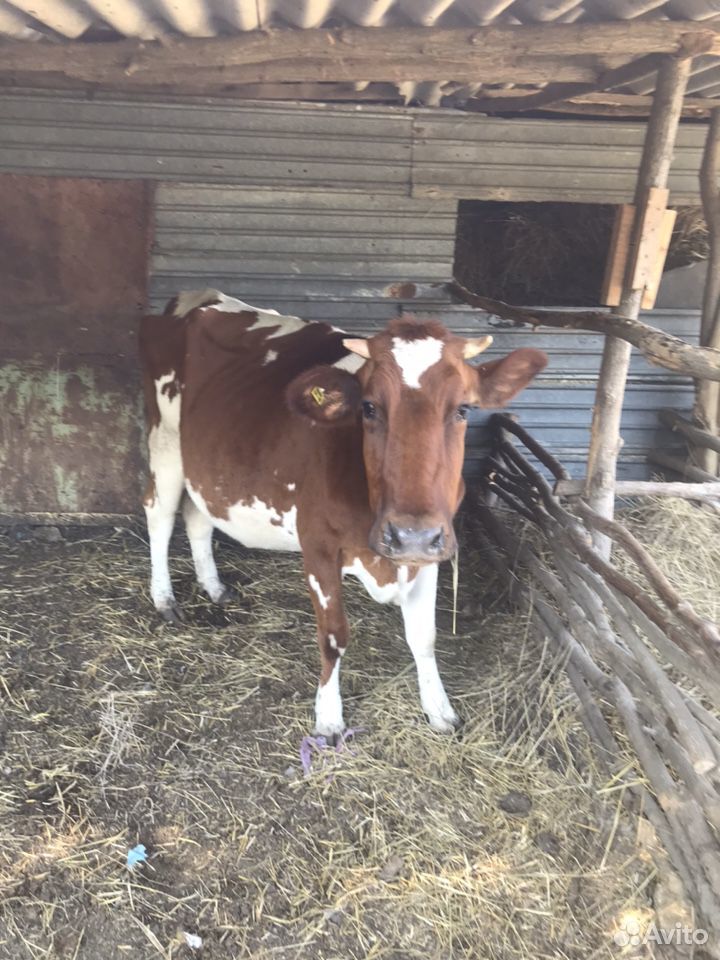 Корова, бычок и телочка