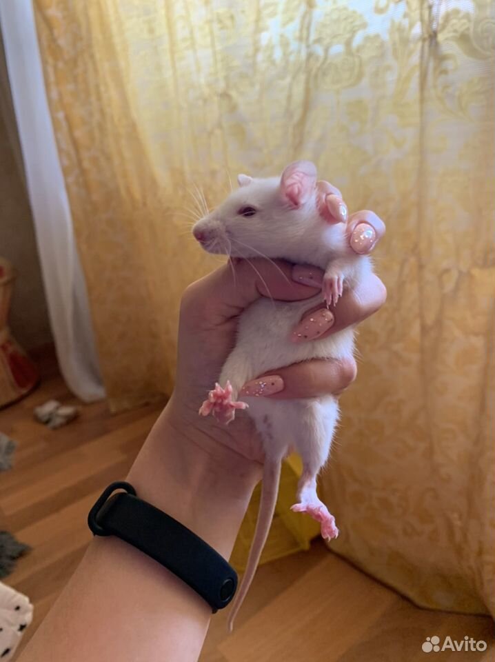 Крысята дамбо