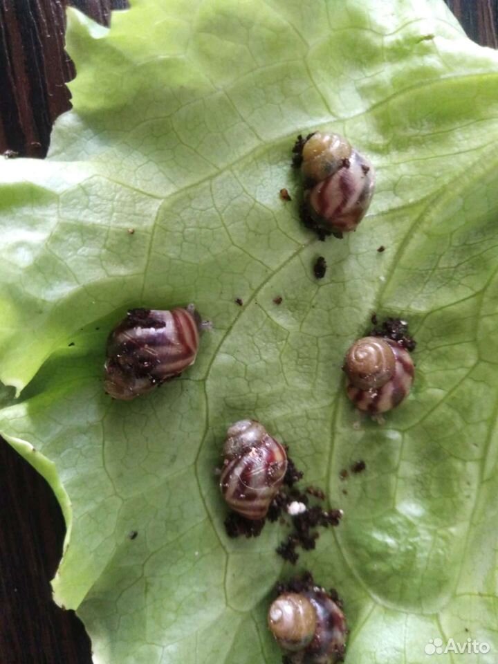 Улиточки Ахатины