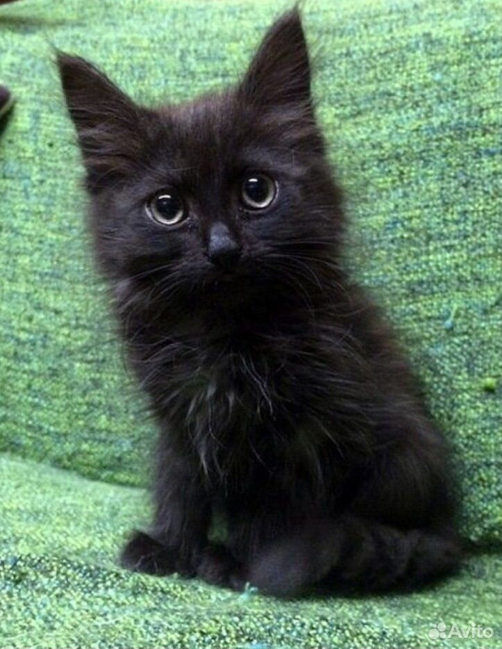 Пушистый котенок норвежской лесной