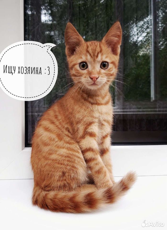 Рыжий котенок