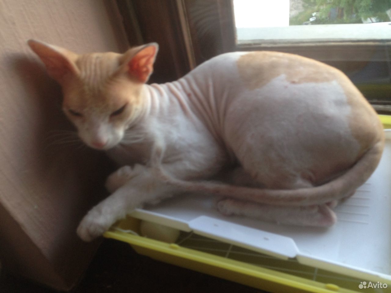 Найден донской сфинкс