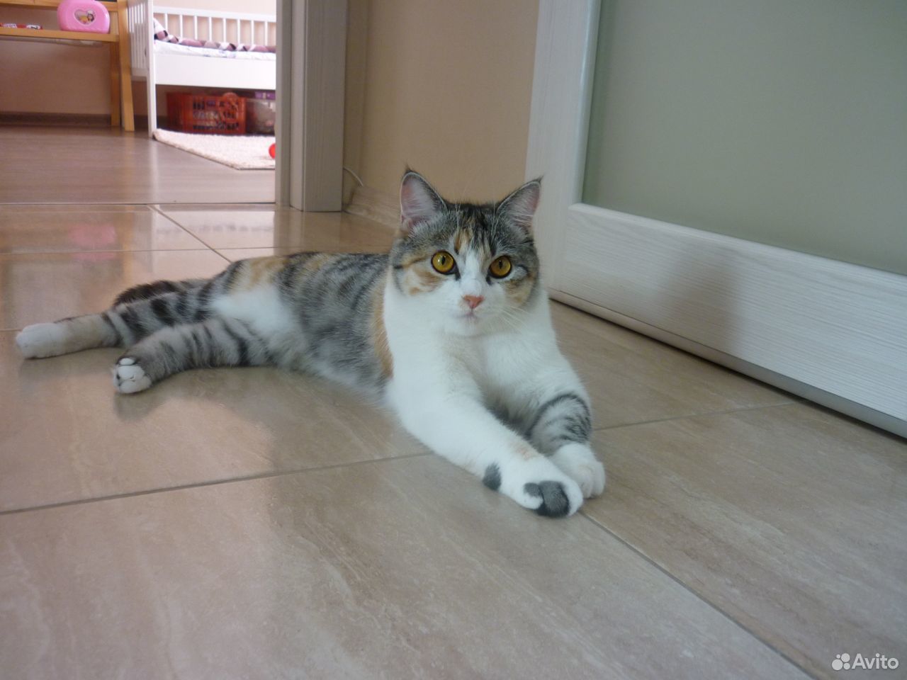 Кошка Джесси