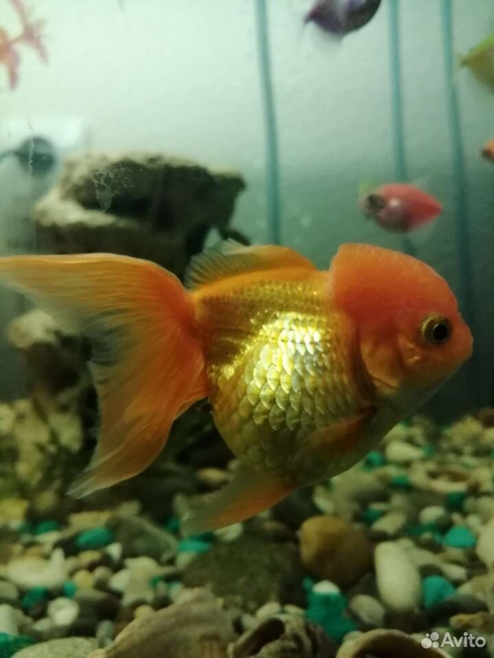 Рыбка аквариумная