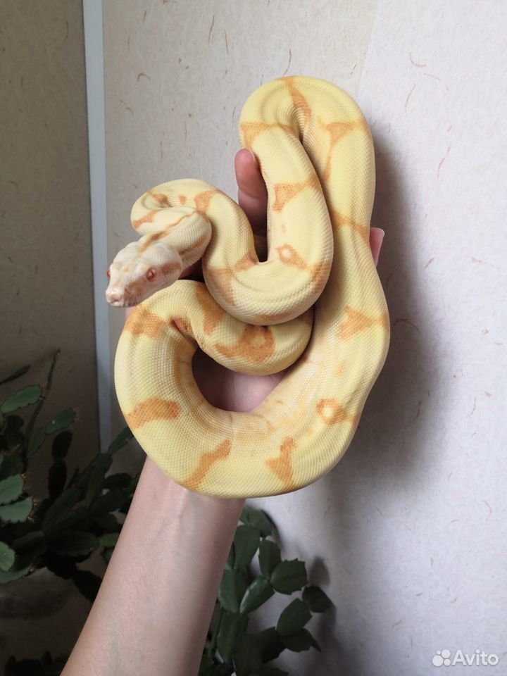 Императорский удав