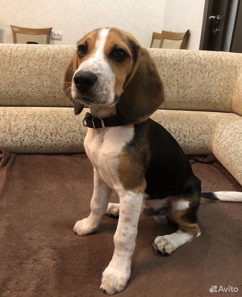 Бигль (мальчик) 4 мес