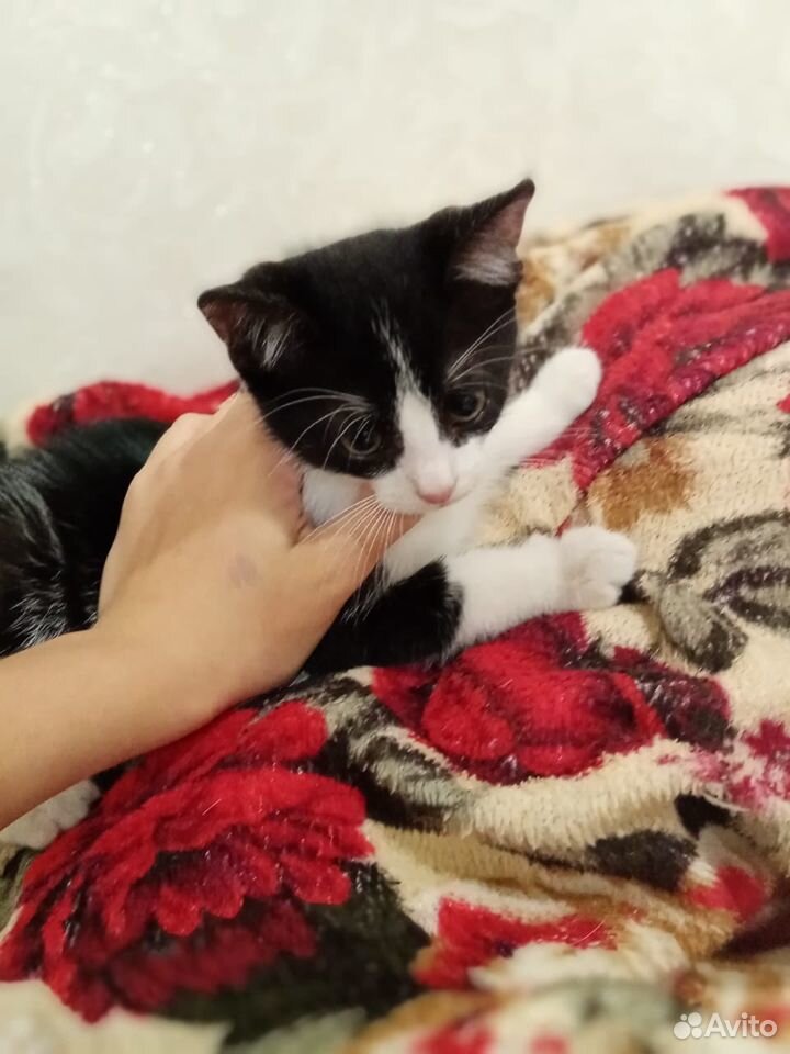 Кот Максик