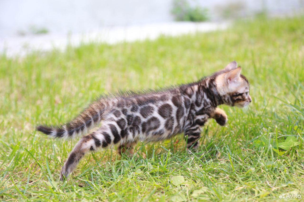 Бенгальская