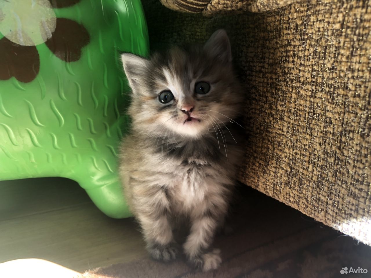 Котёнок пушистик 3х цветный принесёт вам счастье