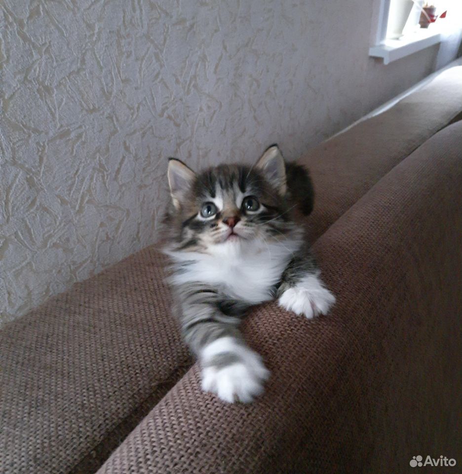 Кошечка необычной трехцветной окраски
