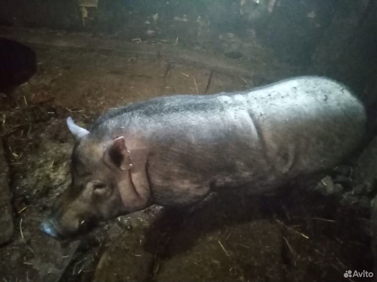 Вьетнамский вислобрюхий хряк