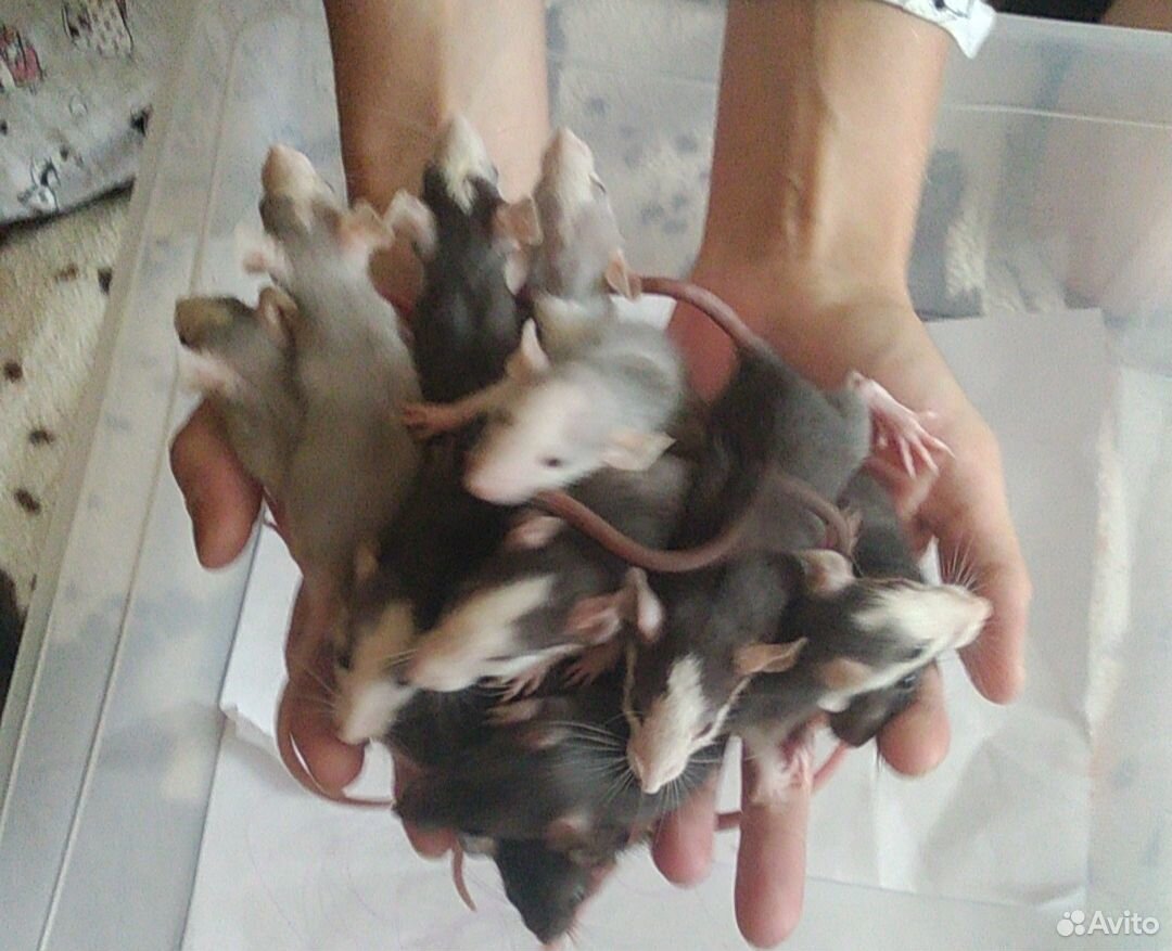 Крысята 1 месяц
