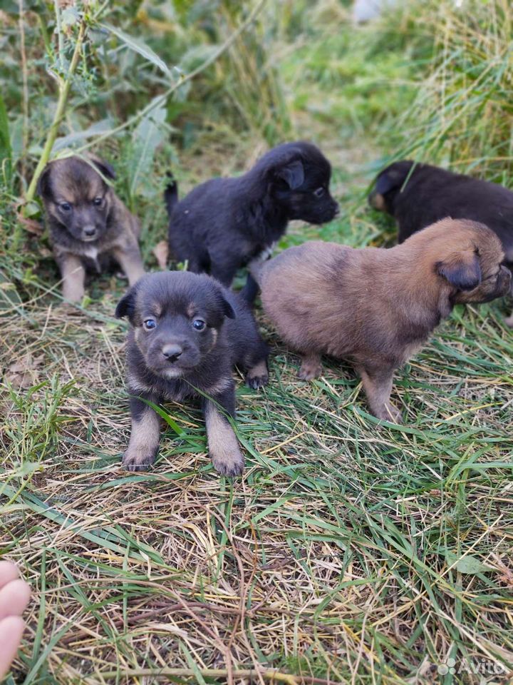 Щенки щеночки охранники