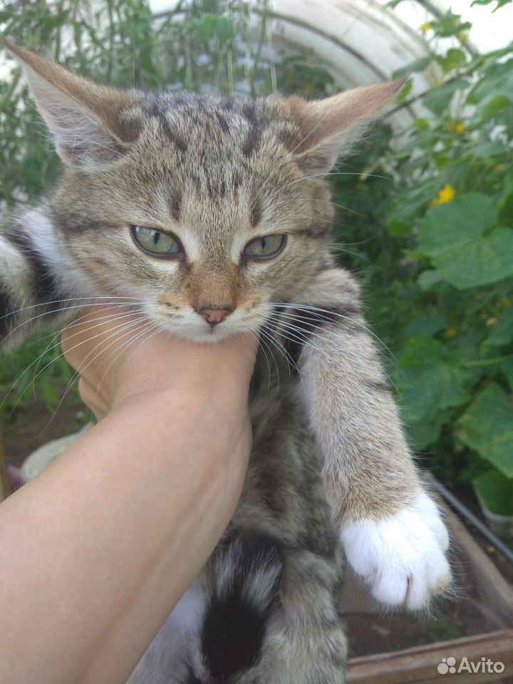 Котёнок в добрые руки