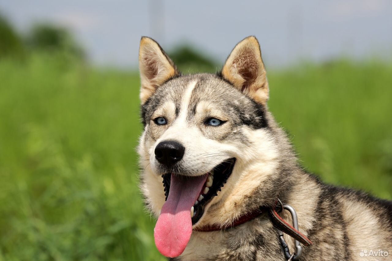 Хасан в добрые руки