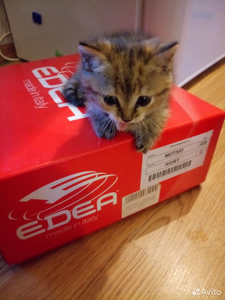 Отдадим котёнка, девочка, 1,5 месяца