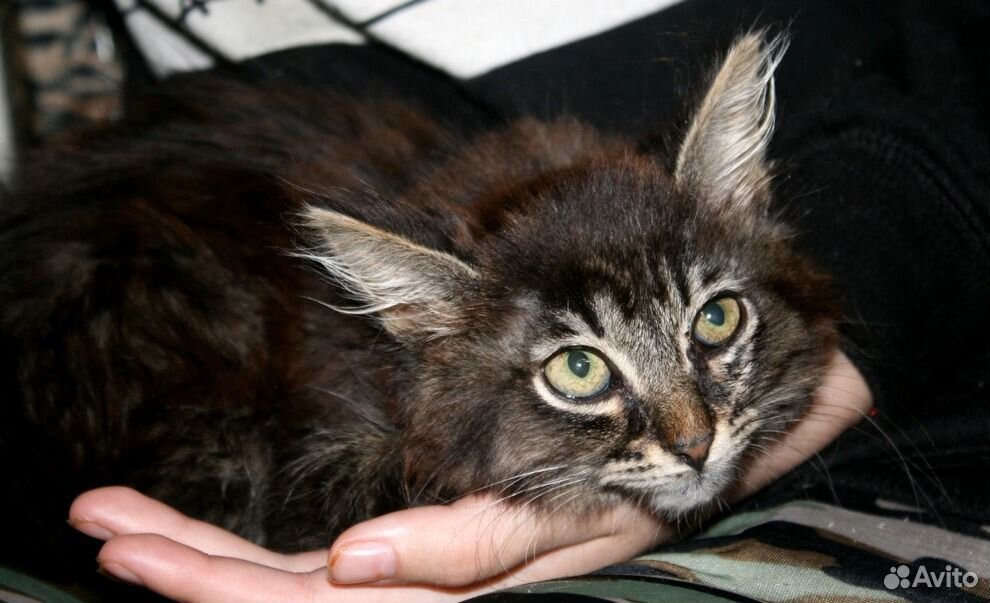 Знакомьтесь, нежная красавица Белла-котенок в дар