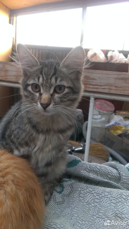 Кот