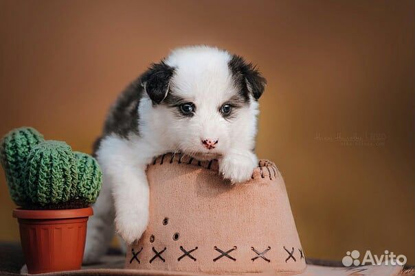 Якутская лайка