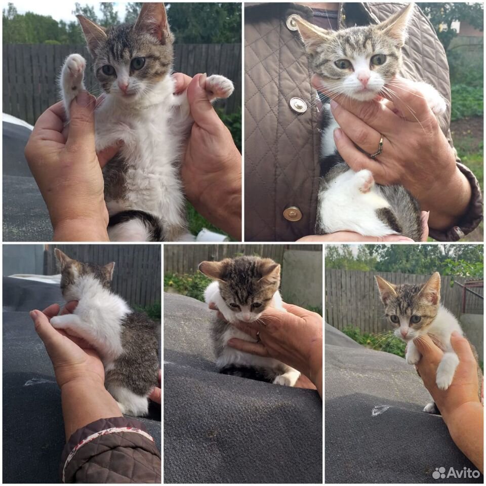 Котенок
