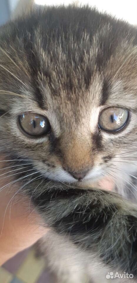 Котенок шотландский