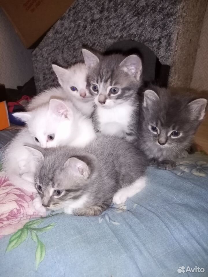 Котята в дар