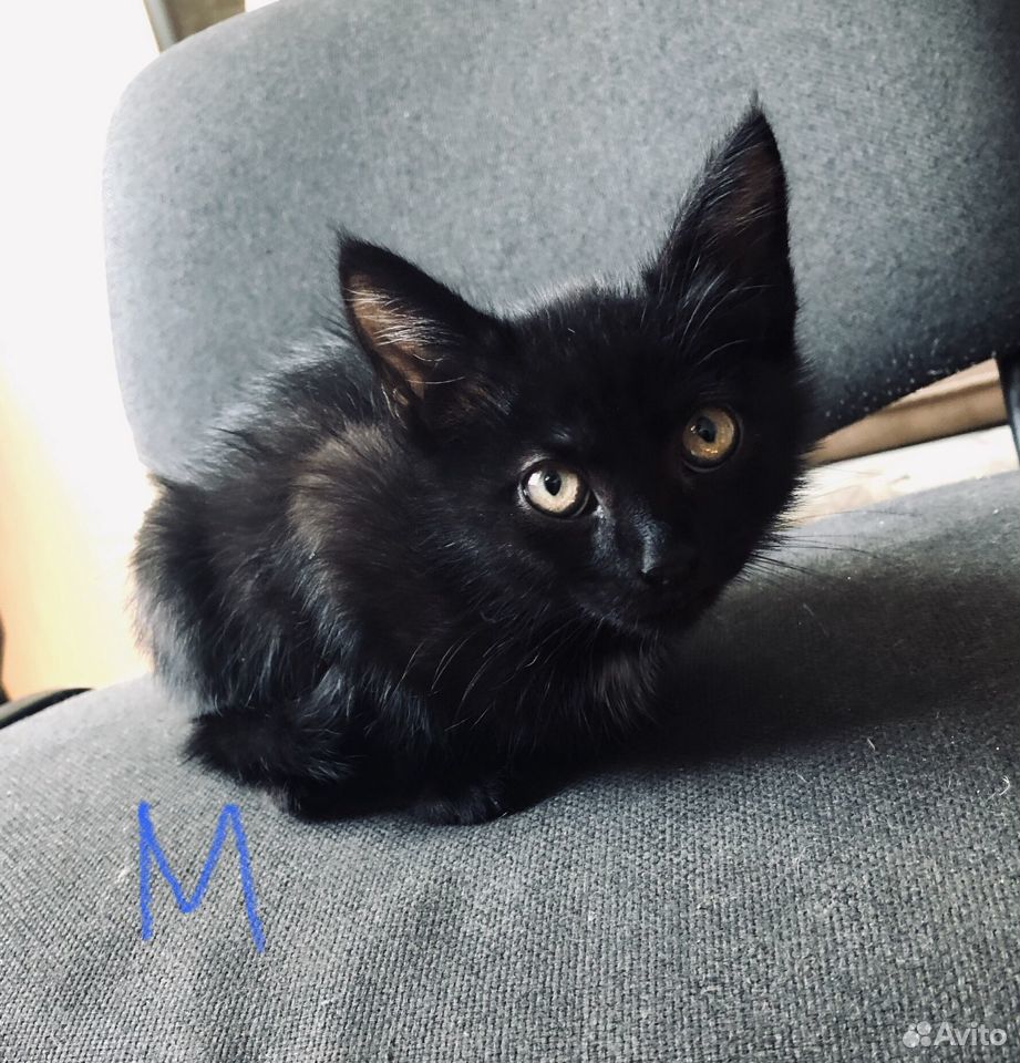 Котята