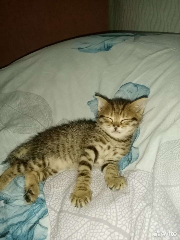 Кот