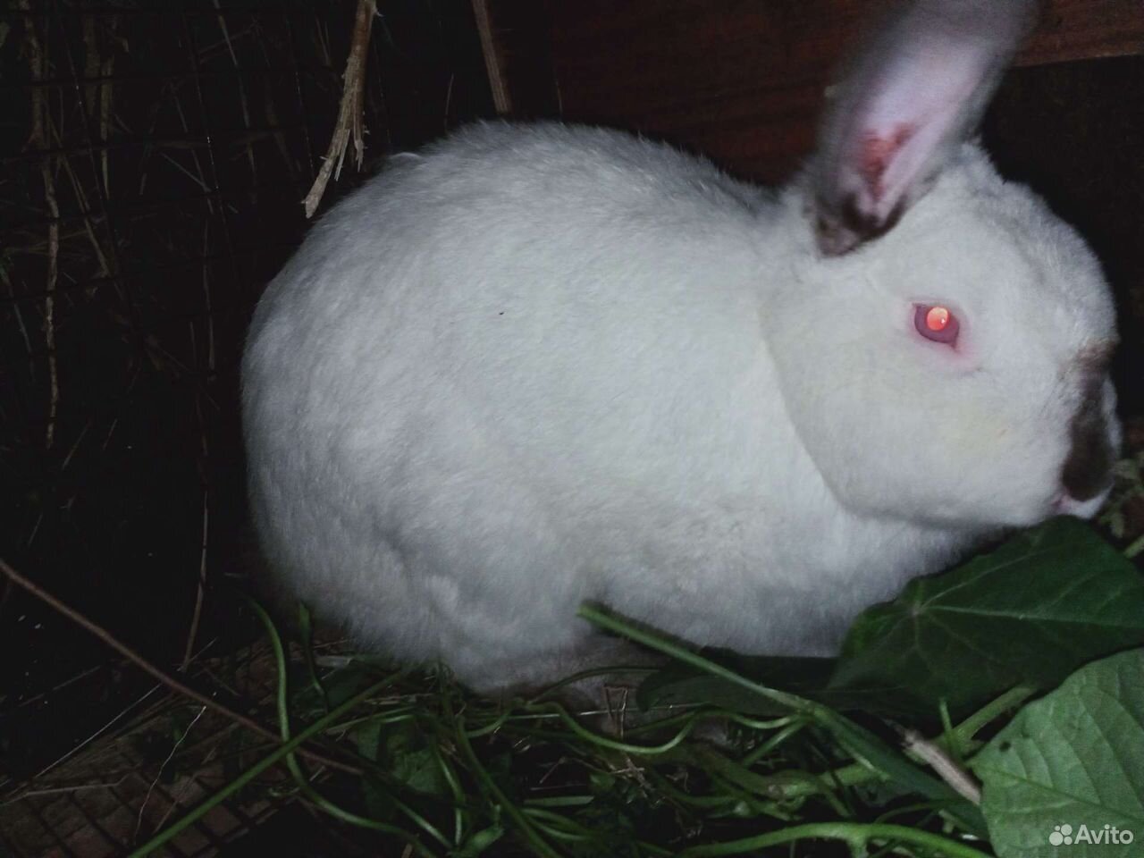 Крол Калифорнийский