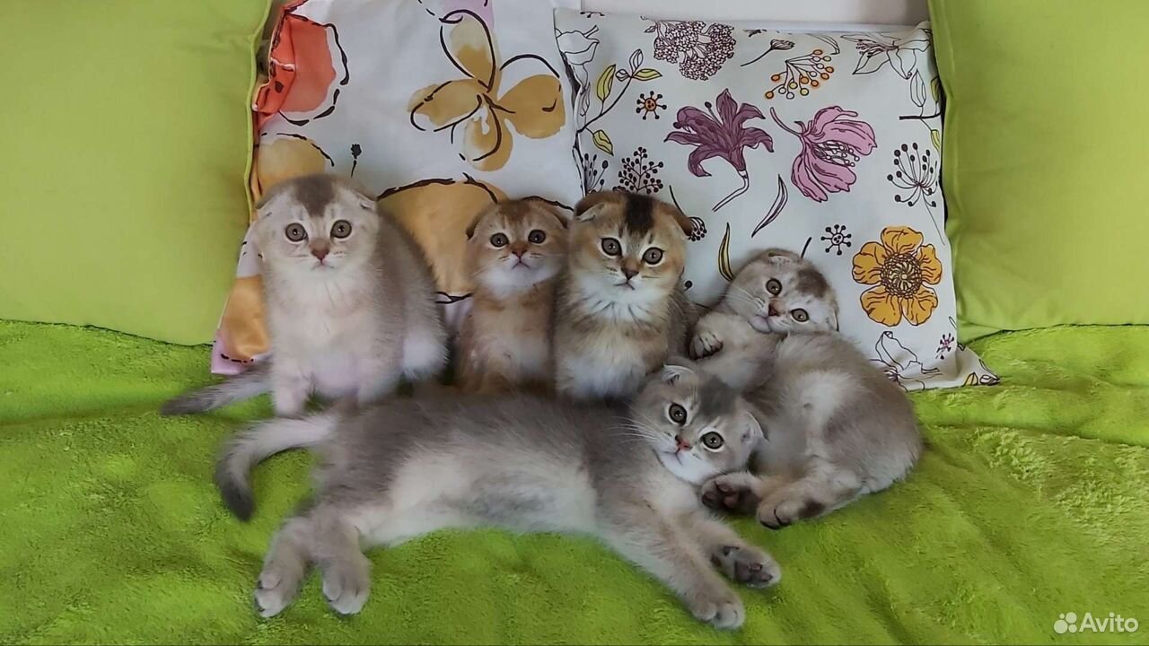 Шотландские вислоухие котята