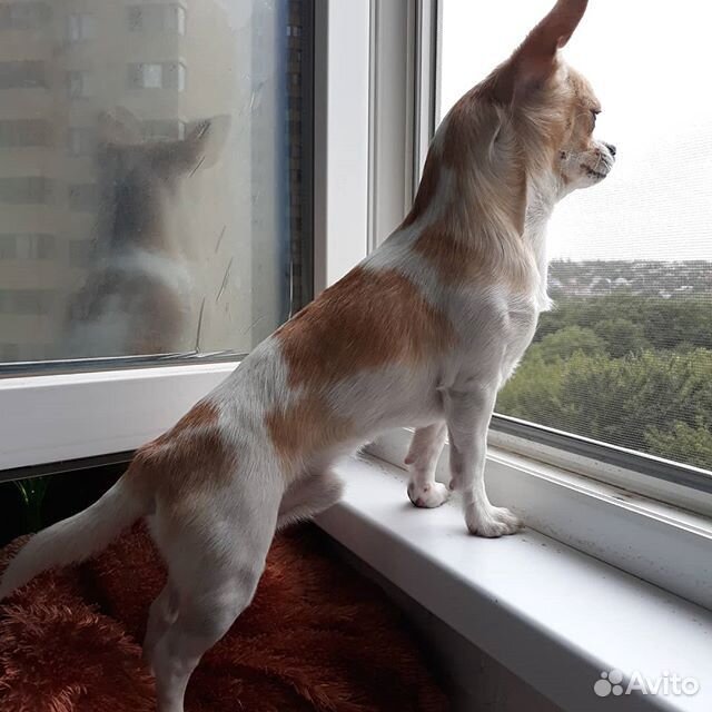 Чихуахуа вязка